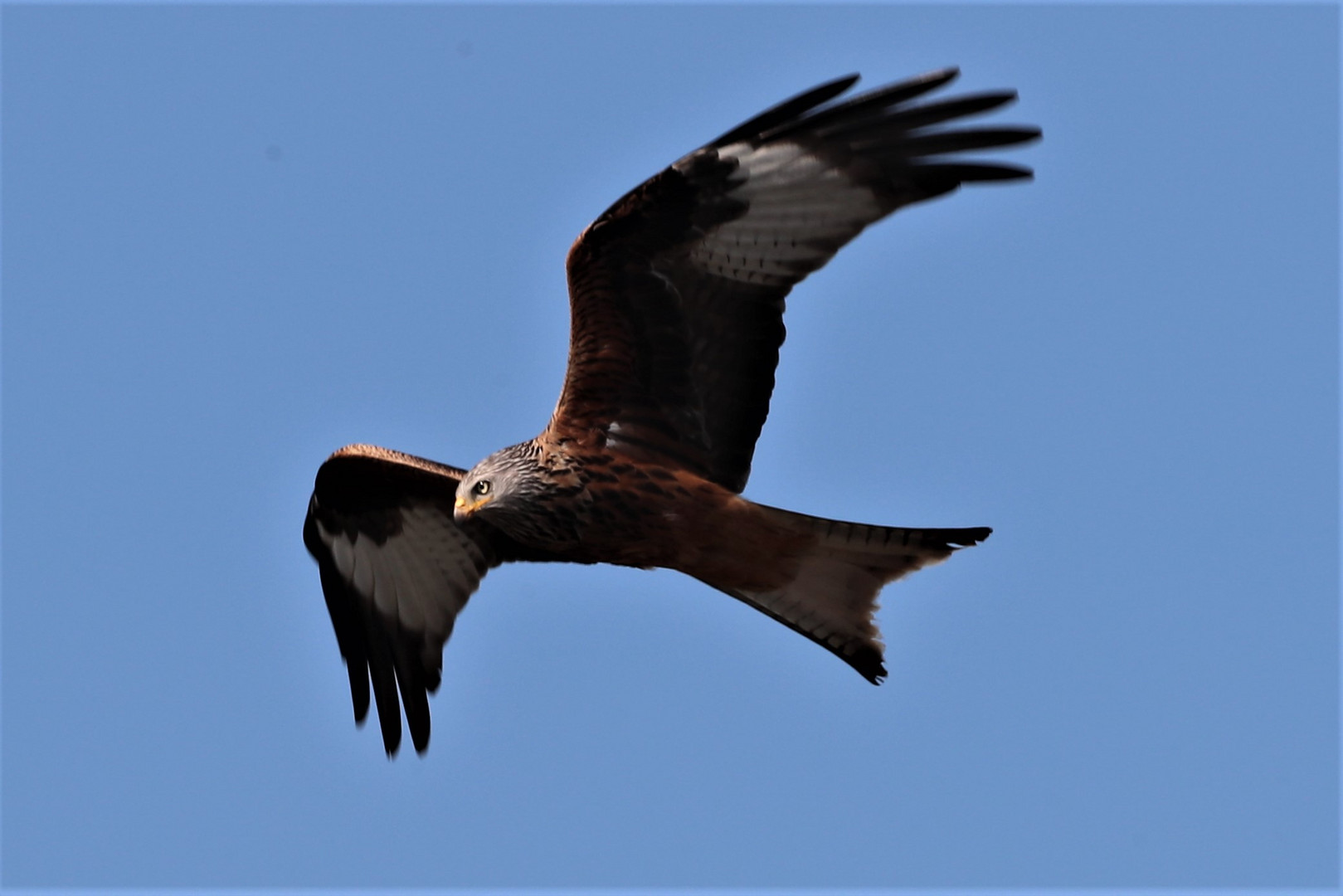 Rotmilan Foto & Bild | tiere, wildlife, wild lebende vögel Bilder auf ...