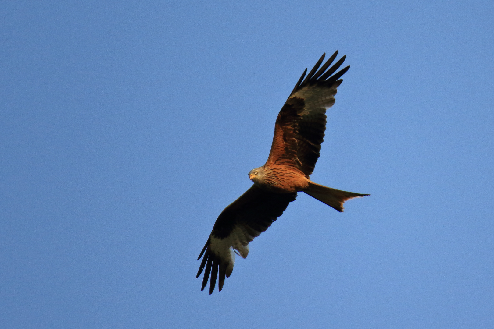 Rotmilan Foto & Bild | greifvögel, natur, tiere Bilder auf fotocommunity
