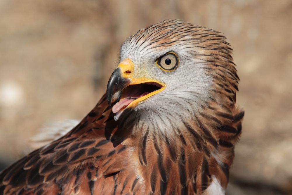 Rotmilan Foto & Bild | porträt, greifvogel, milan Bilder auf fotocommunity