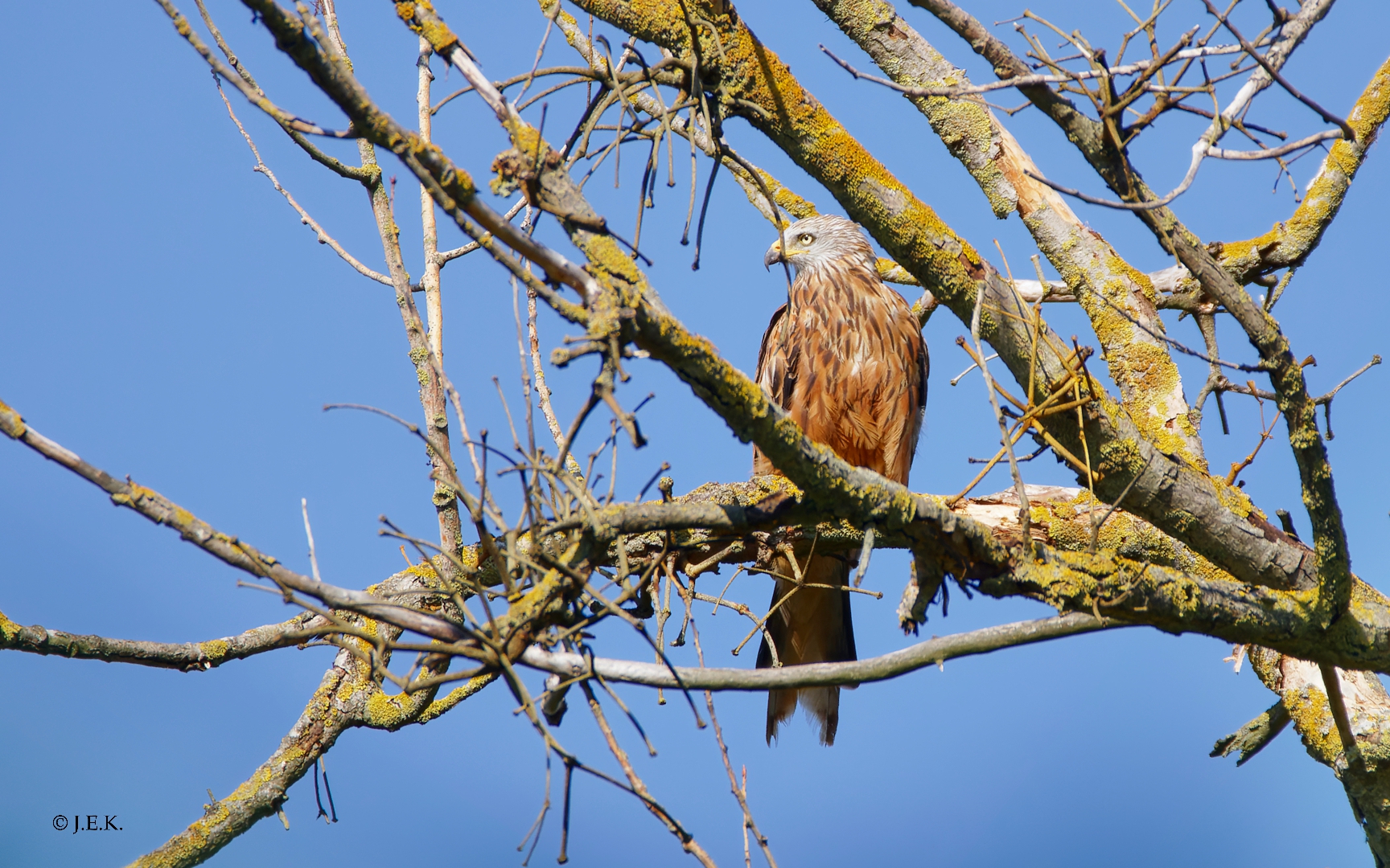 Rotmilan Foto & Bild | uckermark, vögel, greifvögel Bilder auf ...