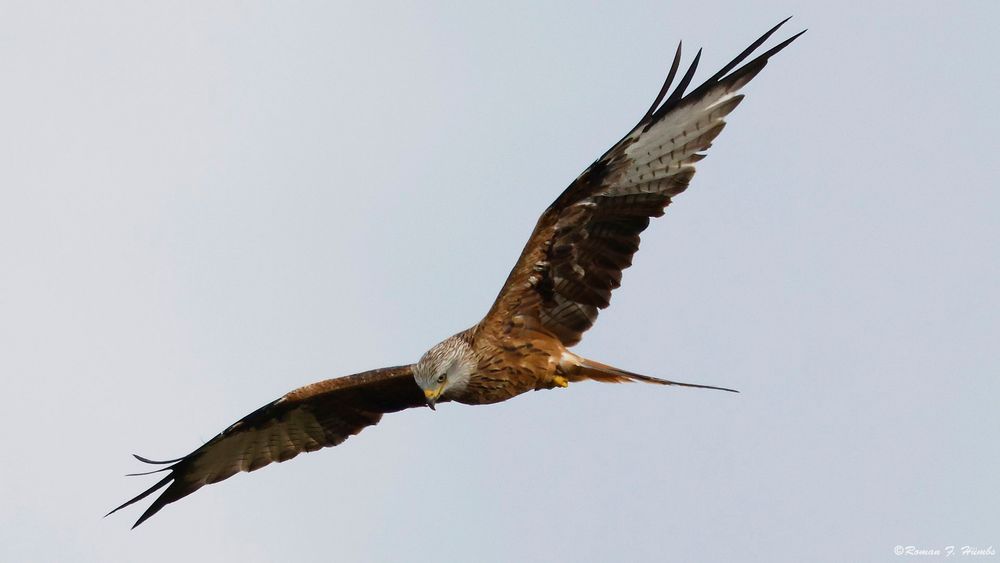 Rotmilan Foto & Bild | world, natur, greifvogel Bilder auf fotocommunity