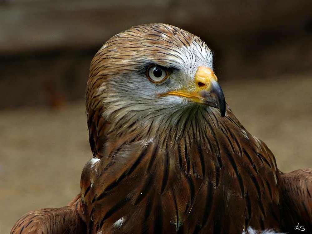 Rotmilan Foto & Bild | tiere, zoo, wildpark & falknerei, natur Bilder ...