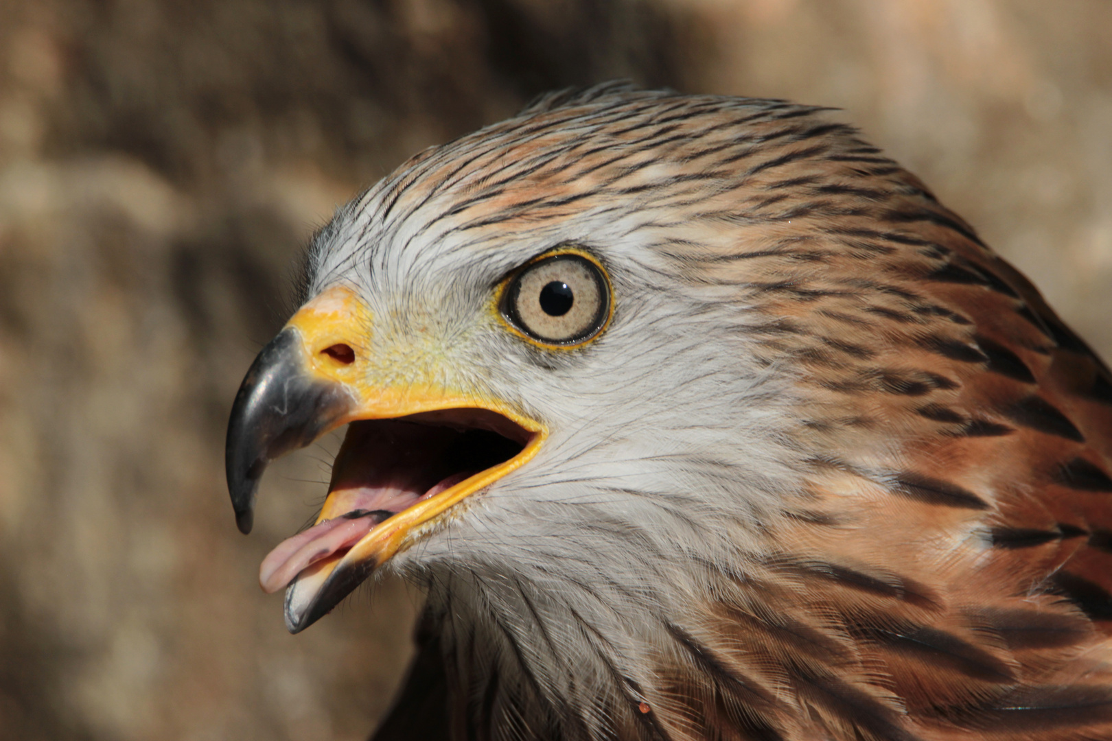 Rotmilan Foto & Bild | porträt, greifvogel, milan Bilder auf fotocommunity