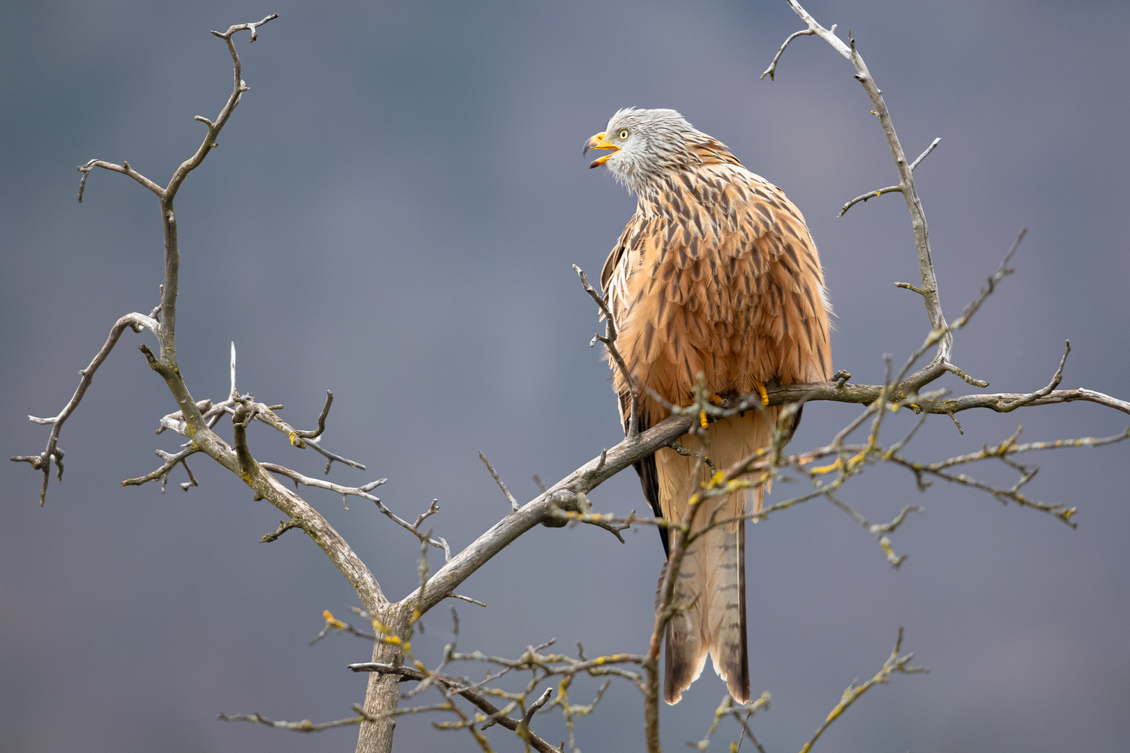 Rotmilan Foto & Bild | tiere, wildlife, wild lebende vögel Bilder auf ...