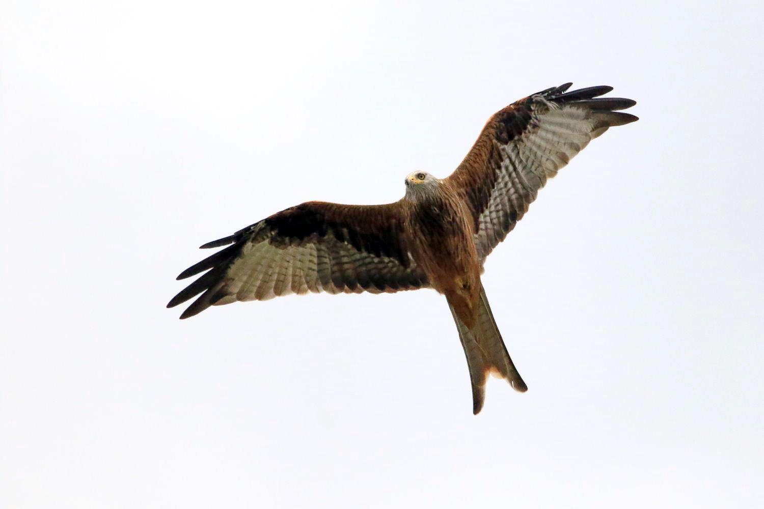 Rotmilan Foto & Bild | natur, vogel, greifvogel Bilder auf fotocommunity