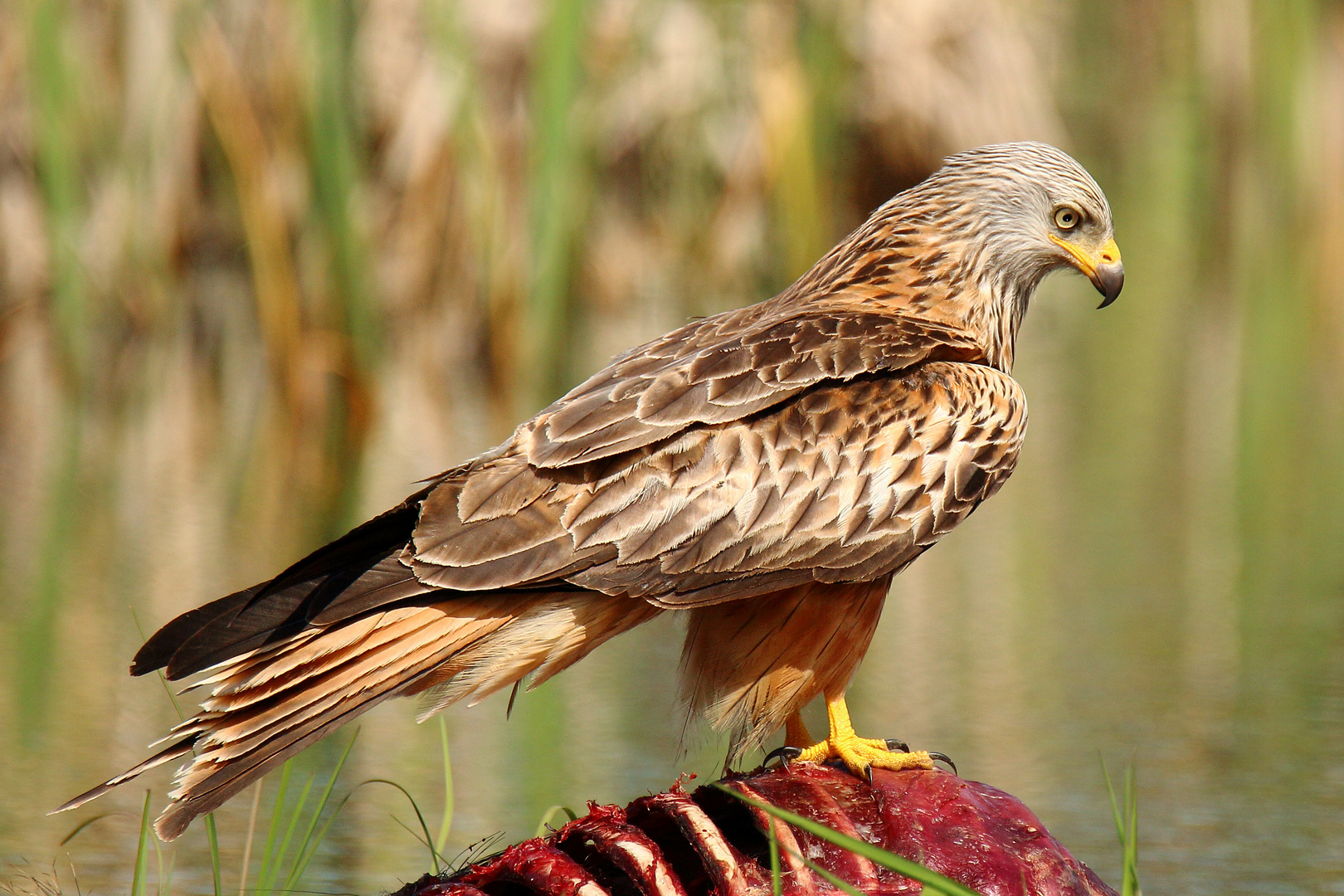 Rotmilan am Luder Foto & Bild | natur, tiere, vögel Bilder auf ...