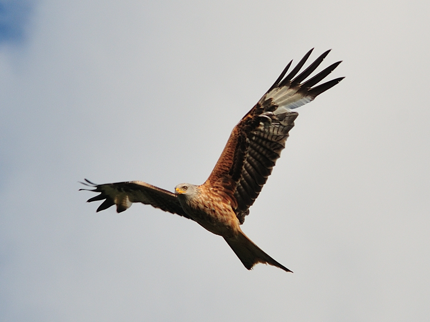 Rotmilan Foto & Bild | natur, greifvogel, tiere Bilder auf fotocommunity
