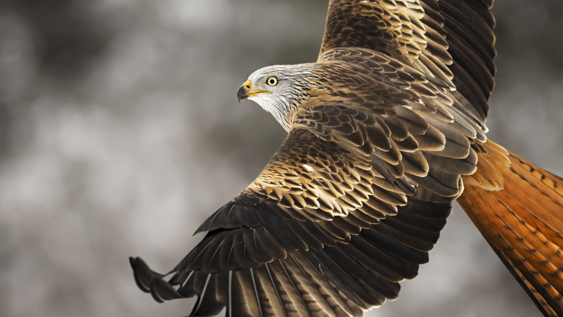 Rotmilan Foto & Bild | tiere, wildlife, fotos Bilder auf fotocommunity