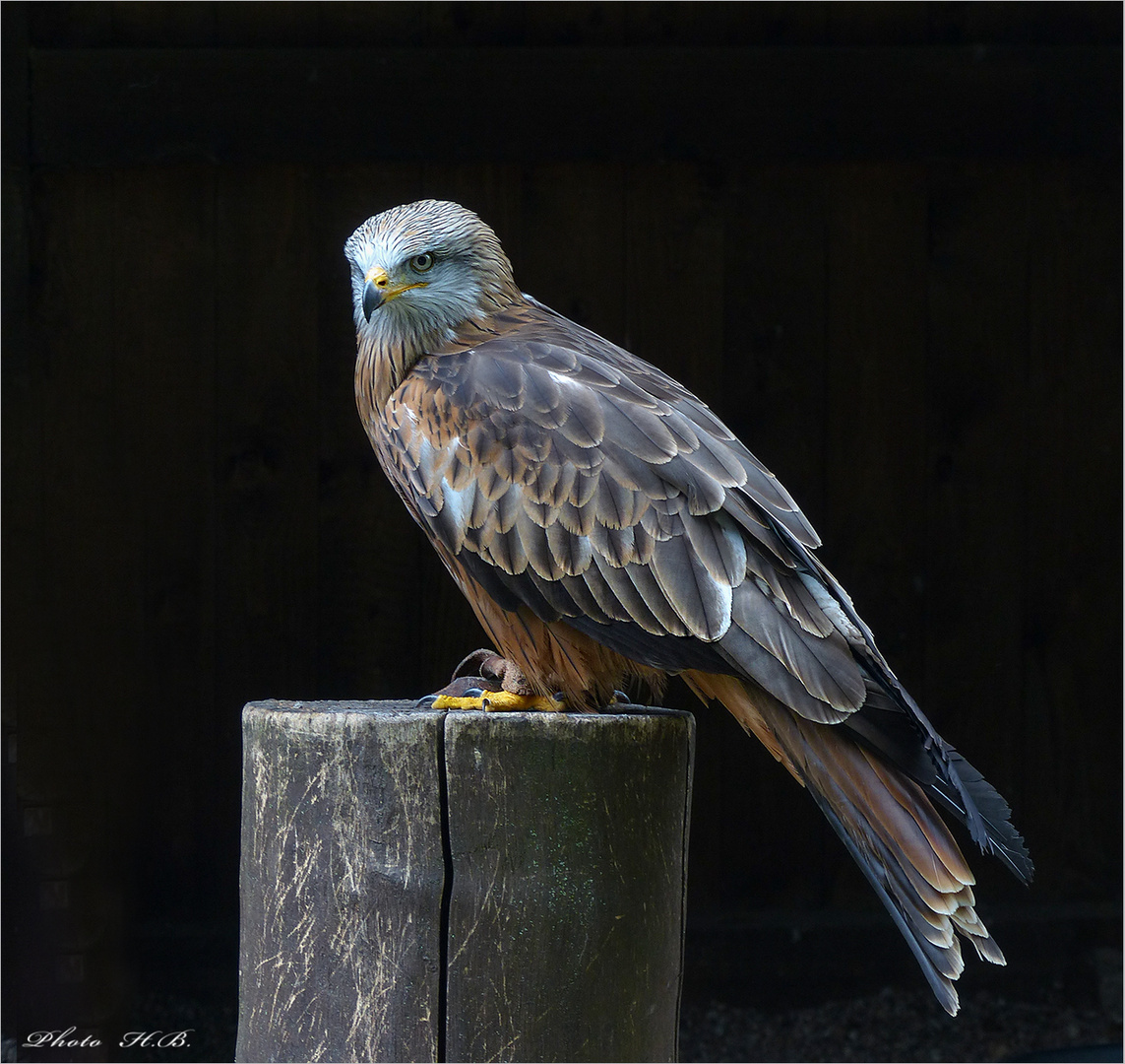 ROTMILAN Foto & Bild | natur, zoo, tiere Bilder auf fotocommunity