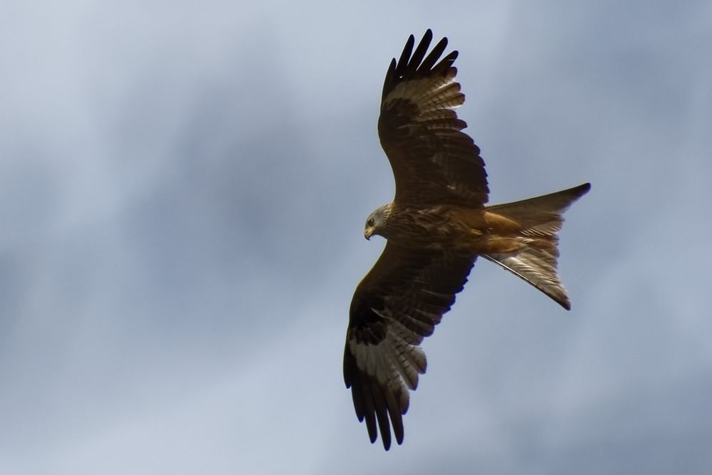Rotmilan Foto & Bild | natur, vogel, greifvogel Bilder auf fotocommunity