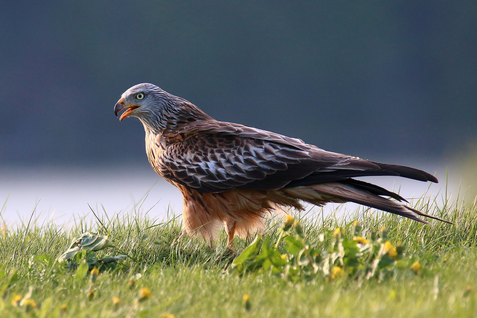 Rotmilan Foto & Bild | tiere, wildlife, natur Bilder auf fotocommunity