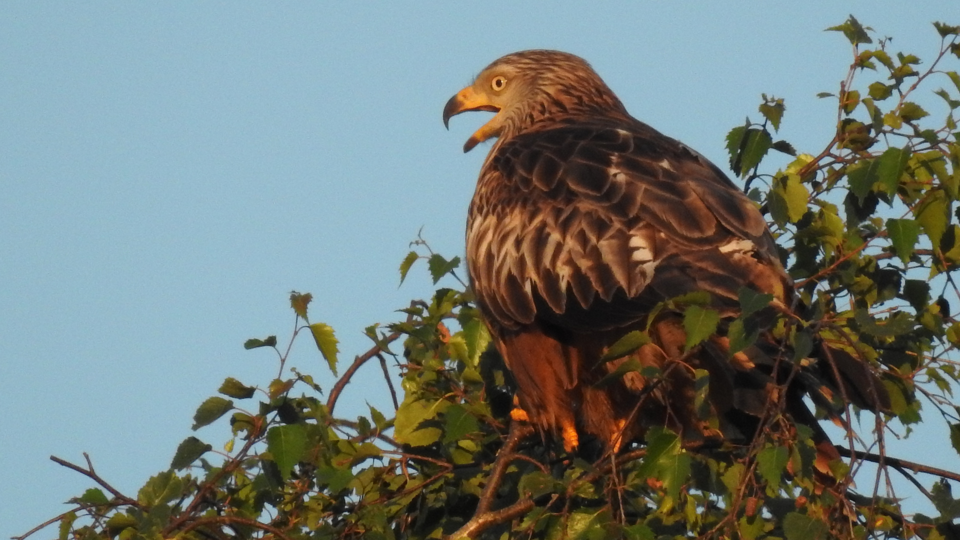 Rotmilan Foto & Bild | fotos, natur, greifvogel Bilder auf fotocommunity