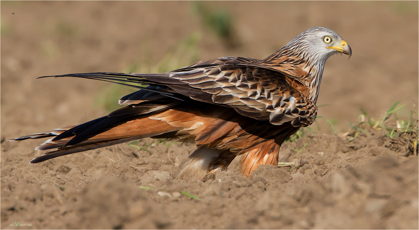 Rotmilan Foto & Bild | wildlife, natur Bilder auf fotocommunity