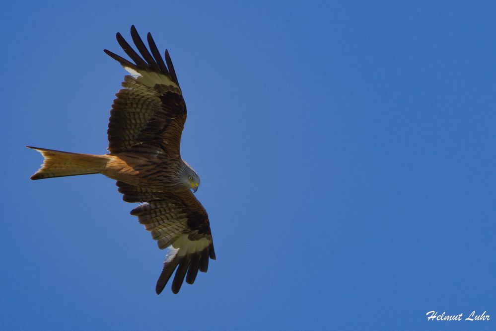 Rotmilan . . . Foto & Bild | natur, greifvogel, tiere Bilder auf ...