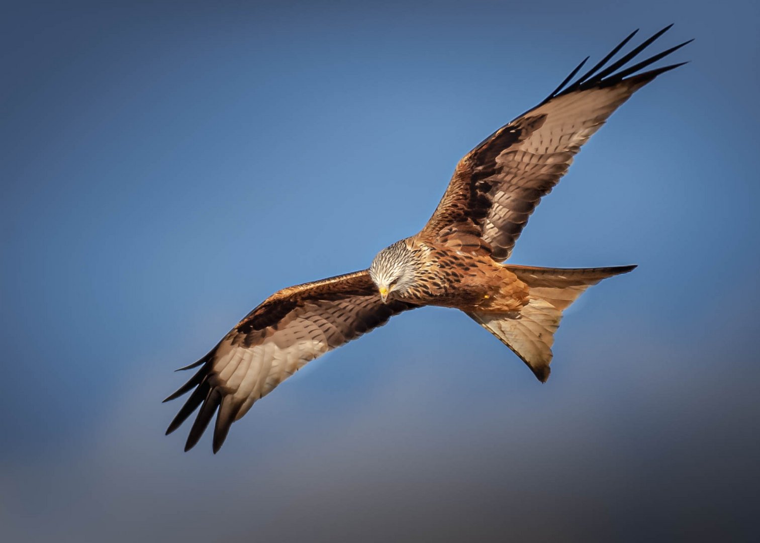 Rotmilan Foto & Bild | tiere, wildlife, wild lebende vögel Bilder auf ...