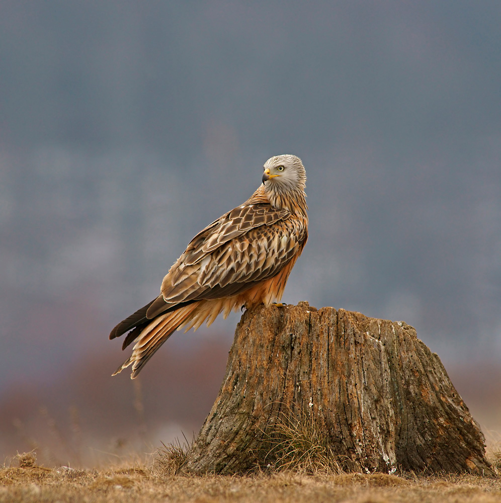 Rotmilan Foto & Bild | tiere, wildlife, wild lebende vögel Bilder auf ...