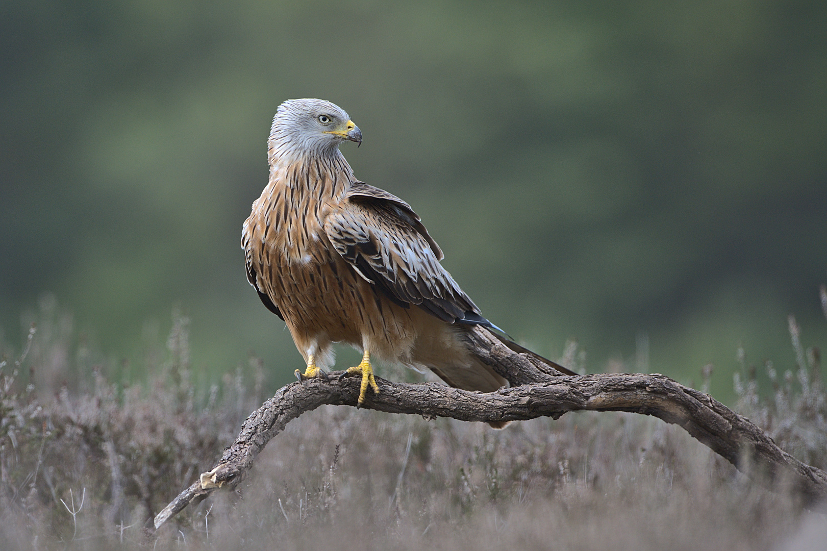 Rotmilan - ein herrlicher Greifvogel Foto & Bild | natur, heide, tiere ...