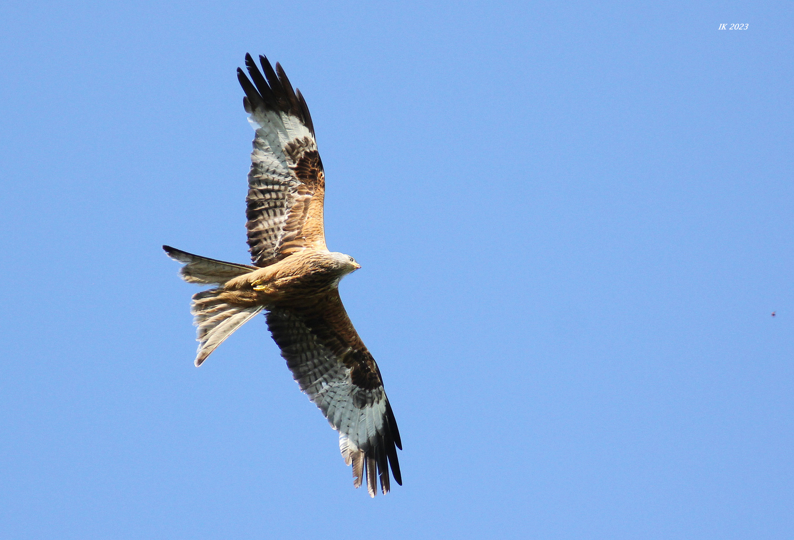 Rotmilan.... Foto & Bild | tiere, wildlife, wild lebende vögel Bilder ...