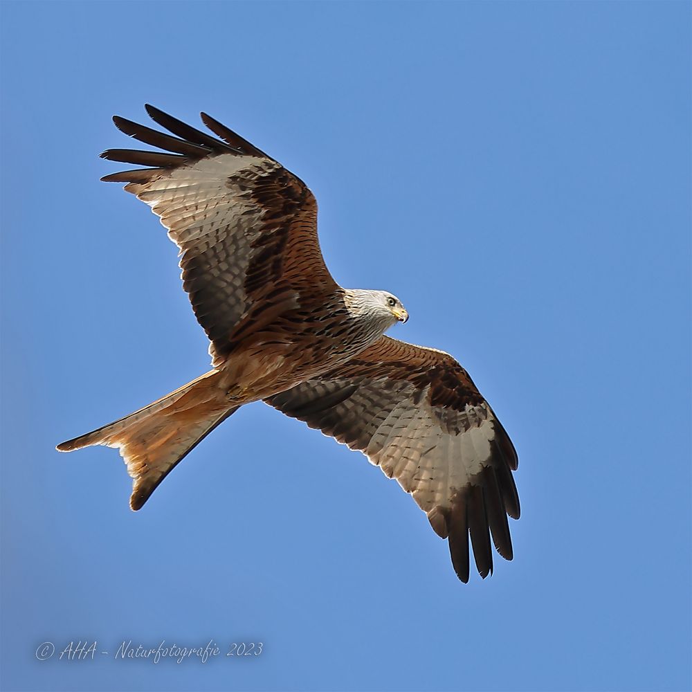 Rotmilan Foto & Bild | tiere, wildlife, wild lebende vögel Bilder auf ...