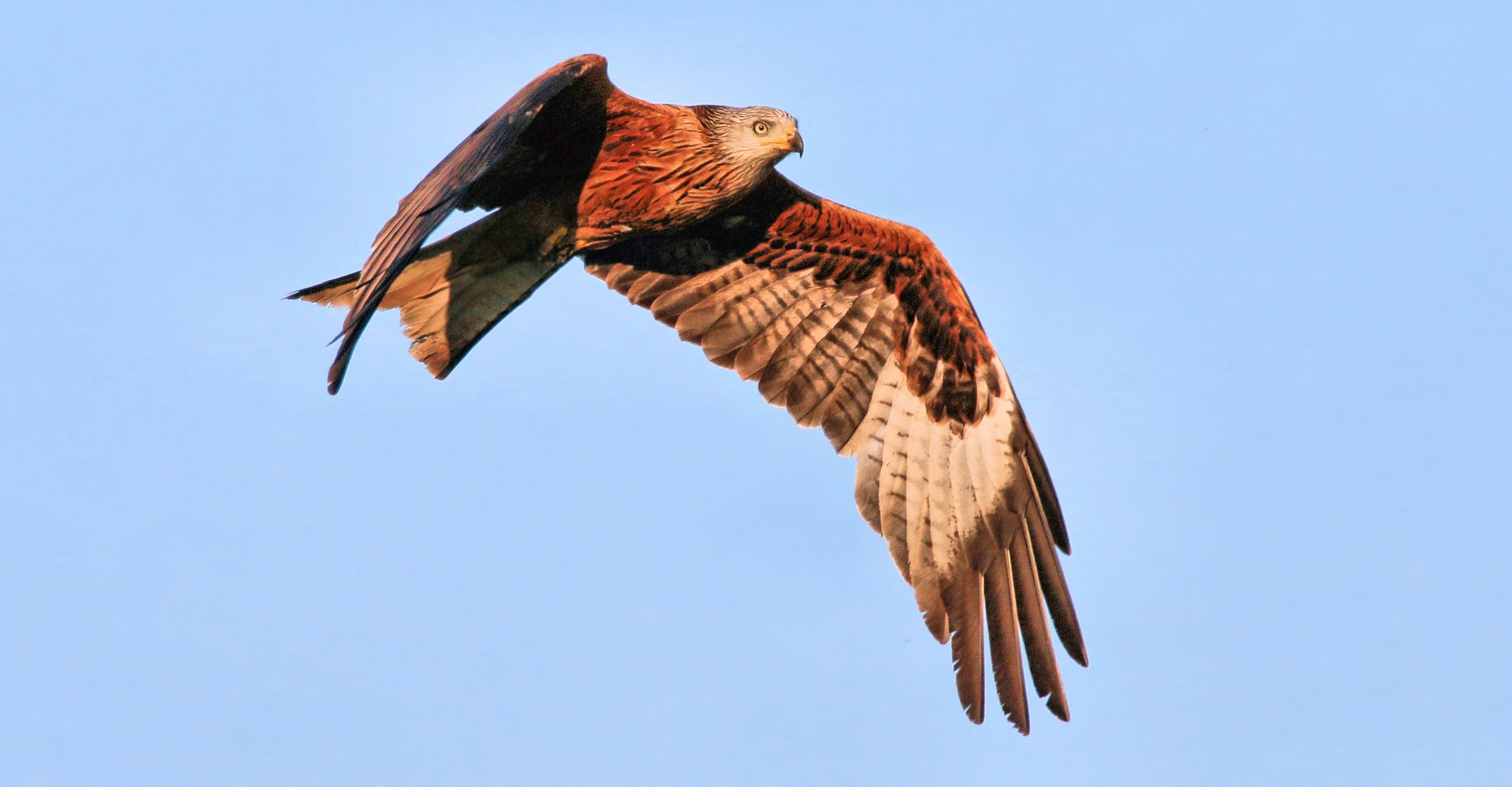ROTMILAN Foto & Bild | natur, tiere, vögel Bilder auf fotocommunity