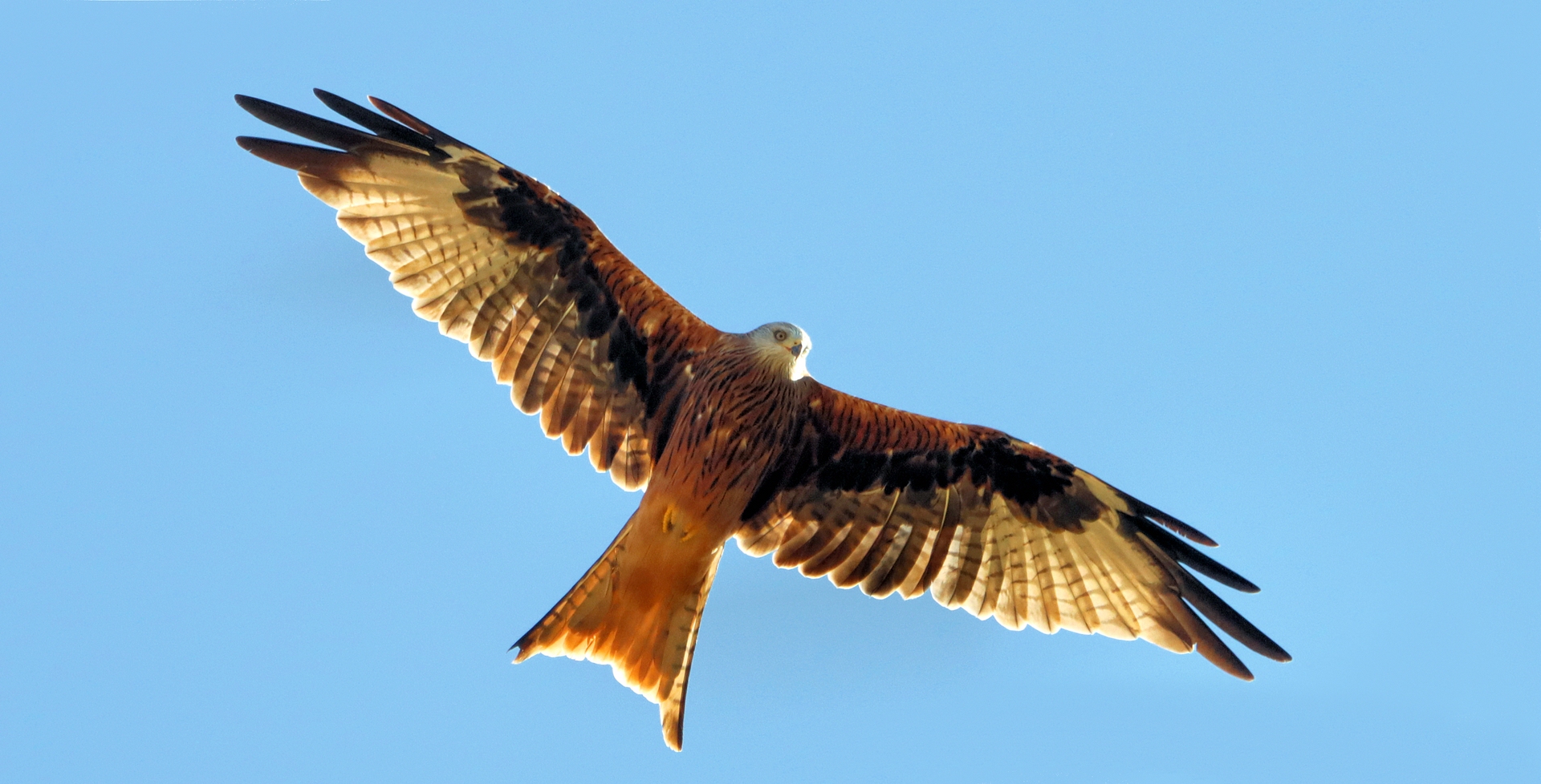 ROTMILAN Foto & Bild | natur, tiere, wildlife Bilder auf fotocommunity