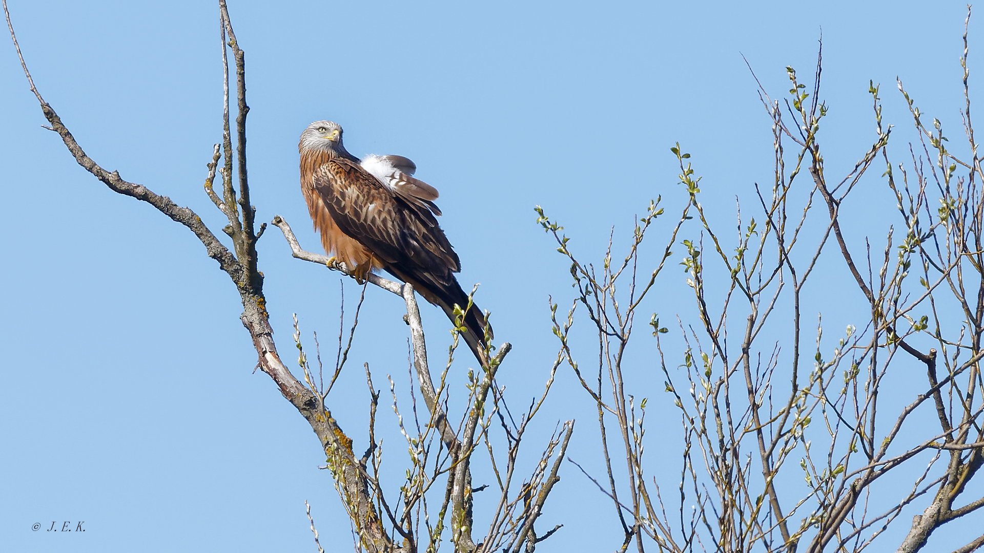 Rotmilan II Foto & Bild | vögel, greifvögel, milan Bilder auf fotocommunity