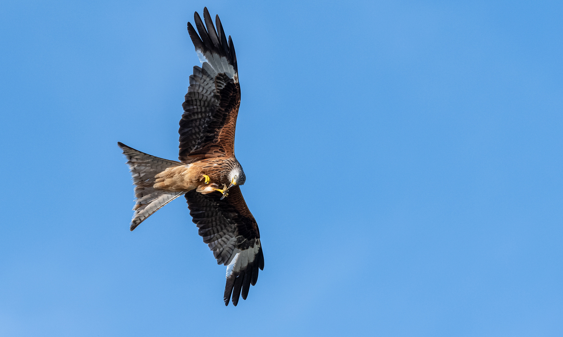 Rotmilan im Flug ... Foto & Bild | tiere, wildlife, wild lebende vögel ...