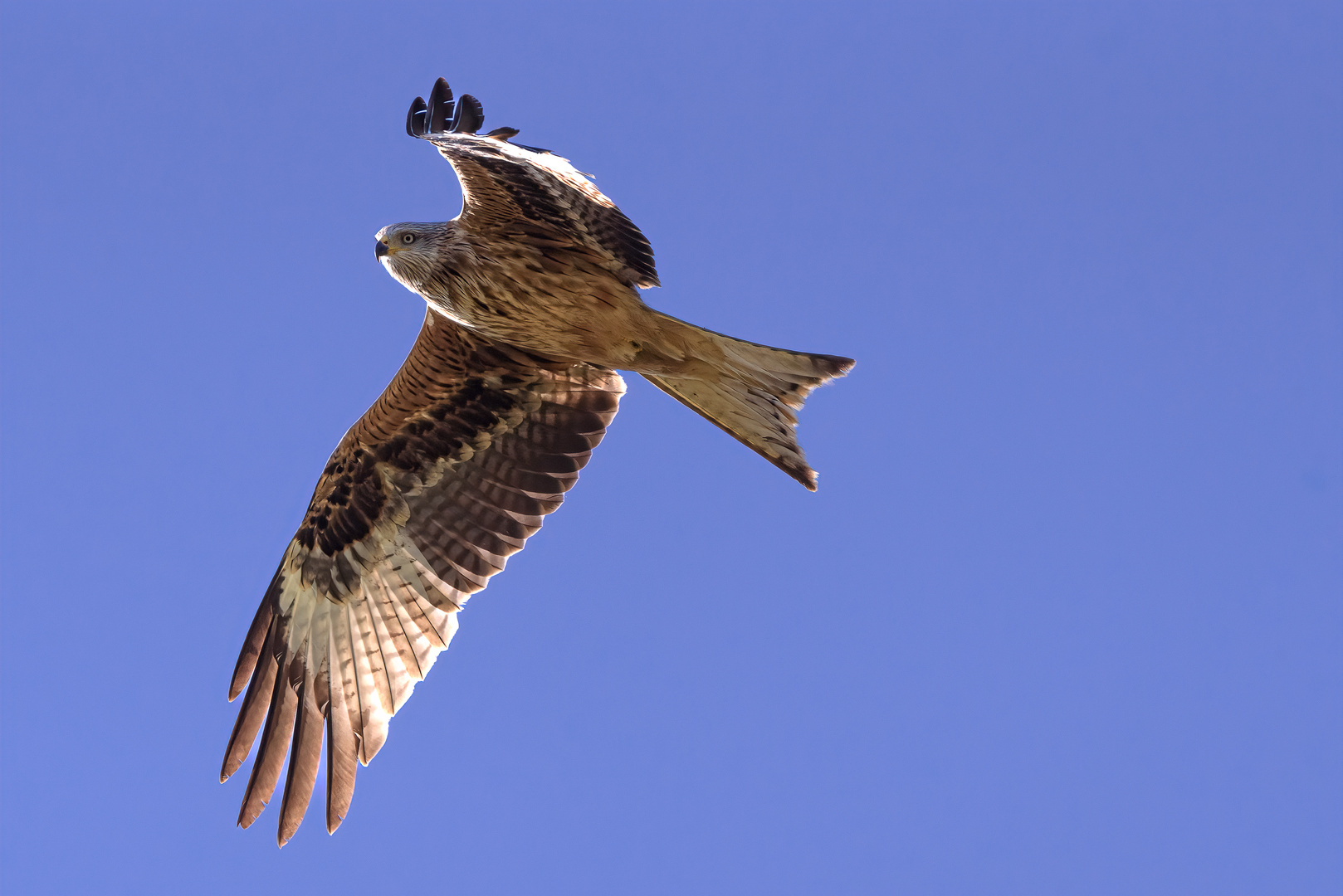 Rotmilan im Flug Foto & Bild | tiere, wildlife, natur Bilder auf ...