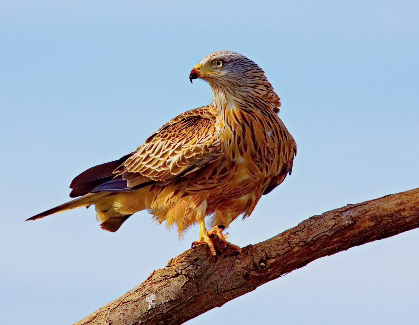 - ROTMILAN - ( Milvus migrans ) Foto & Bild | fotos, world, natur Bilder auf fotocommunity