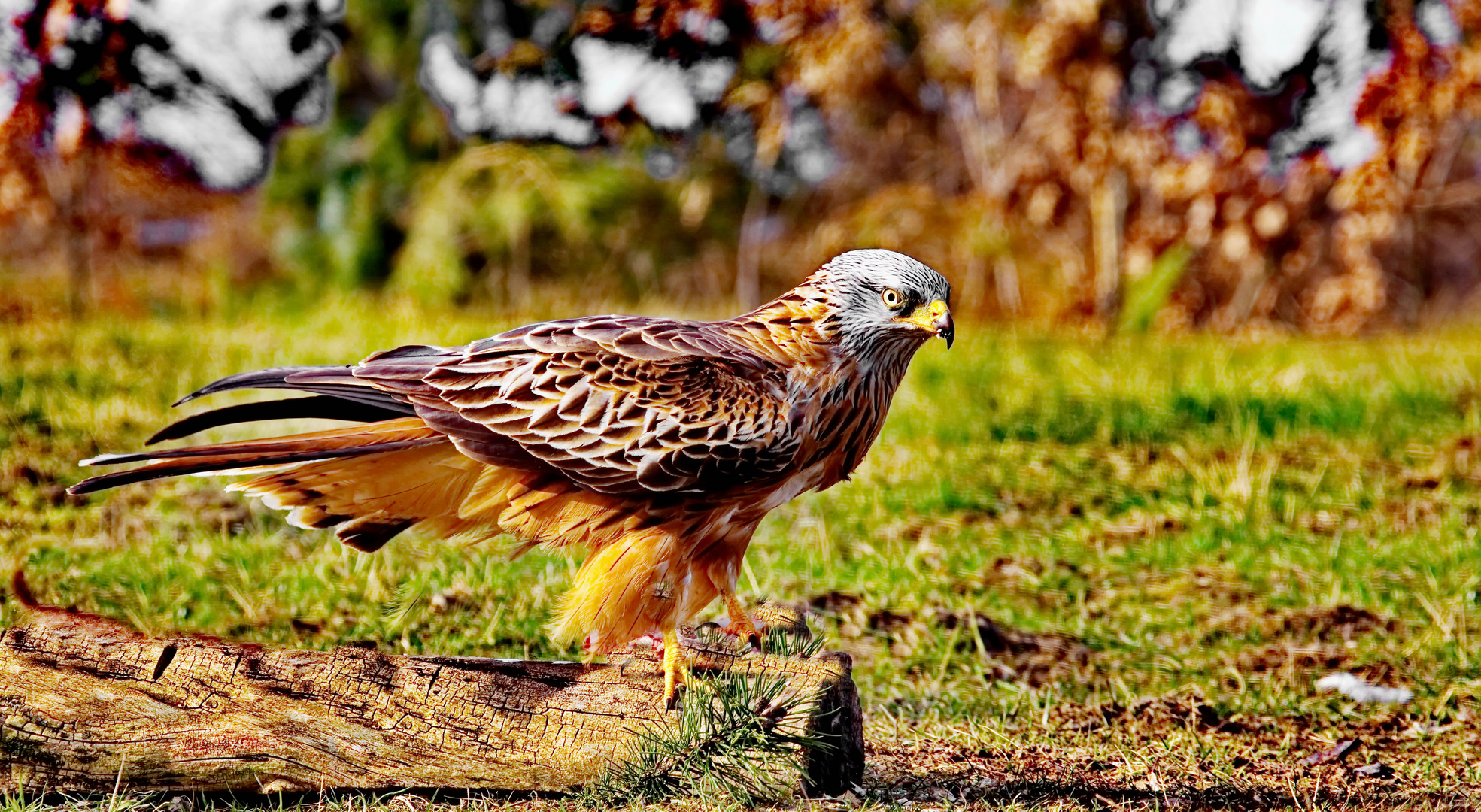 Rotmilan --- ( Milvus milvus ) Foto & Bild | fotos, natur, landschaft Bilder auf fotocommunity