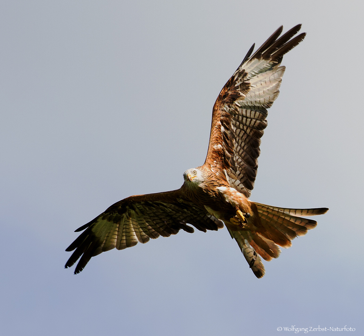 " Rotmilan " ( Milvus milvus ) Foto & Bild | fotos, world, natur Bilder ...