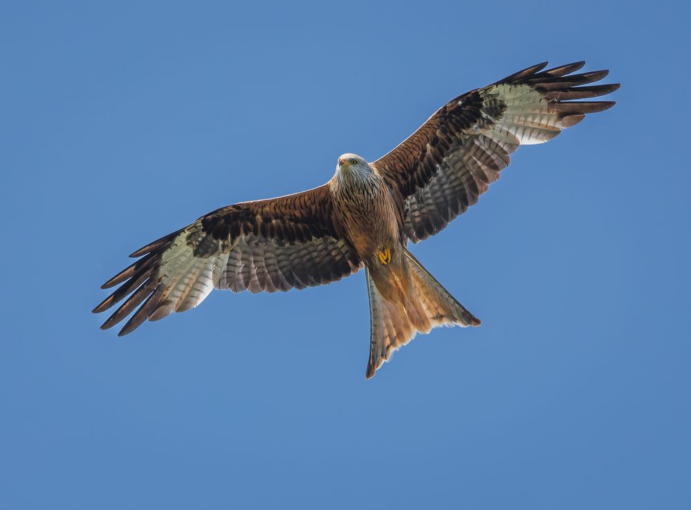 Rotmilan (Milvus milvus) Foto & Bild | tiere, wildlife, wild lebende ...