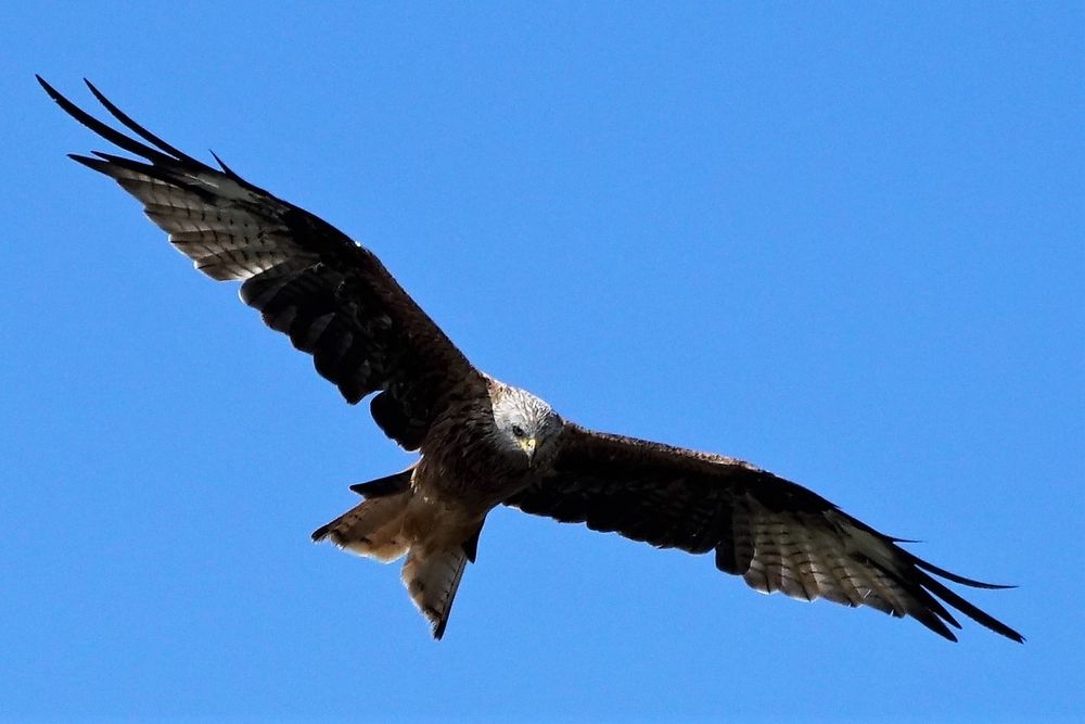 Rotmilan ( Milvus milvus ) Foto & Bild | natur, greifvogel, tiere ...