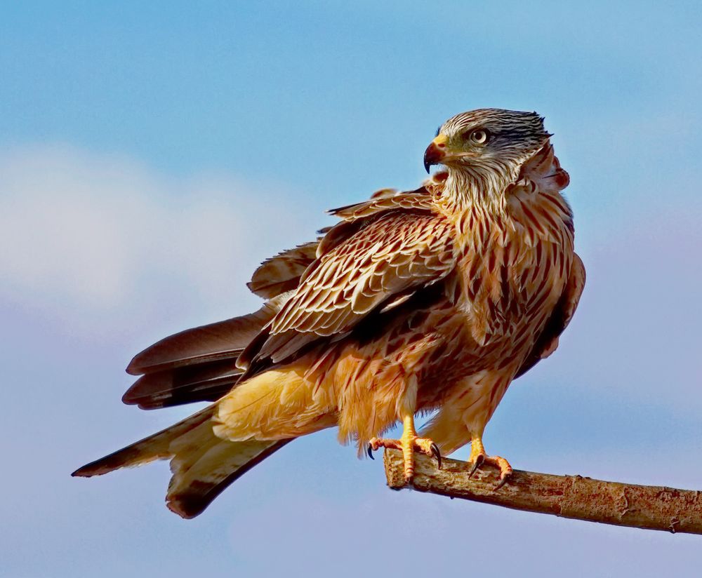 - ROTMILAN - ( Milvus milvus ) Foto & Bild | fotos, world, natur Bilder auf fotocommunity