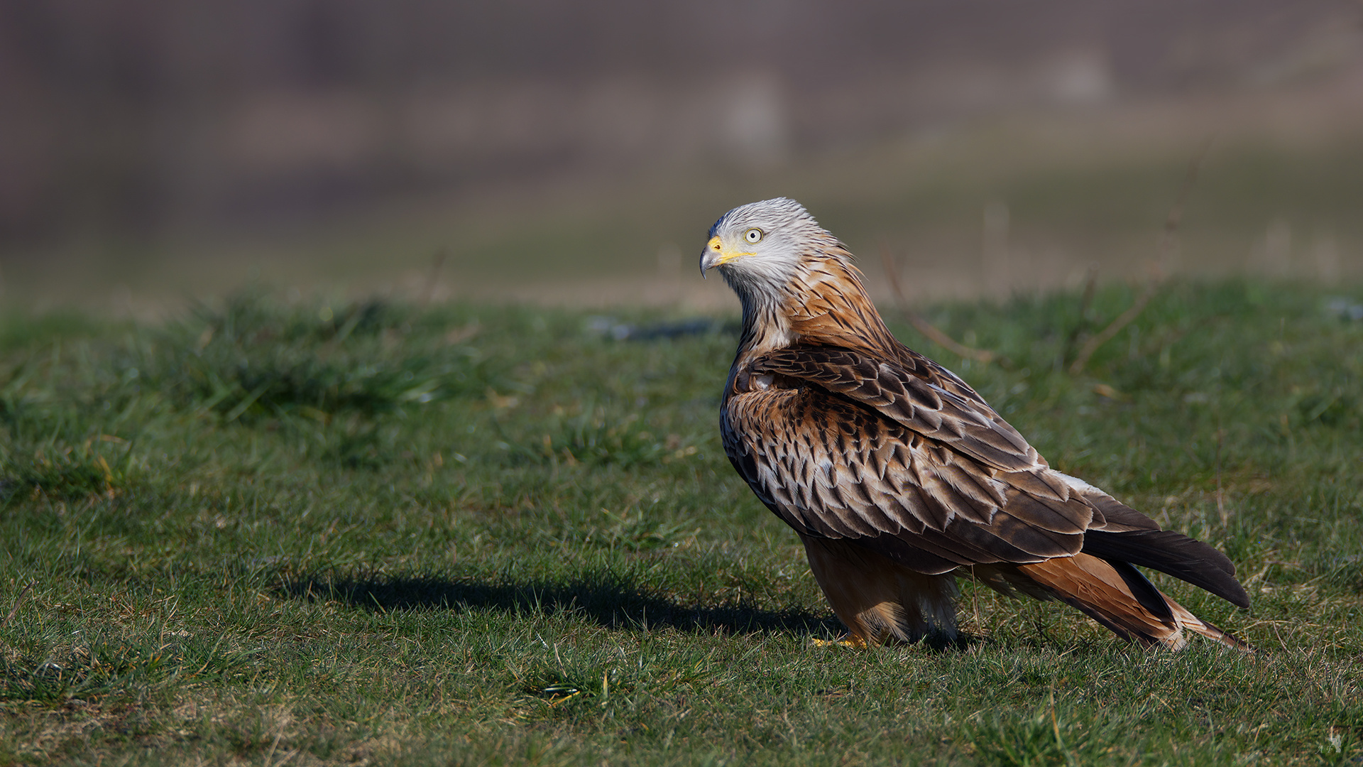 Rotmilan (MIlvus milvus) Foto & Bild | fotos, natur, vogel Bilder auf fotocommunity