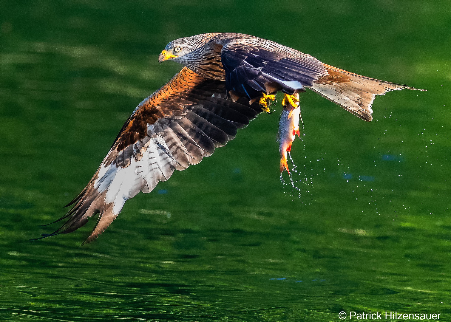 Rotmilan mit Beute Foto & Bild | natur, greifvogel, tiere Bilder auf ...