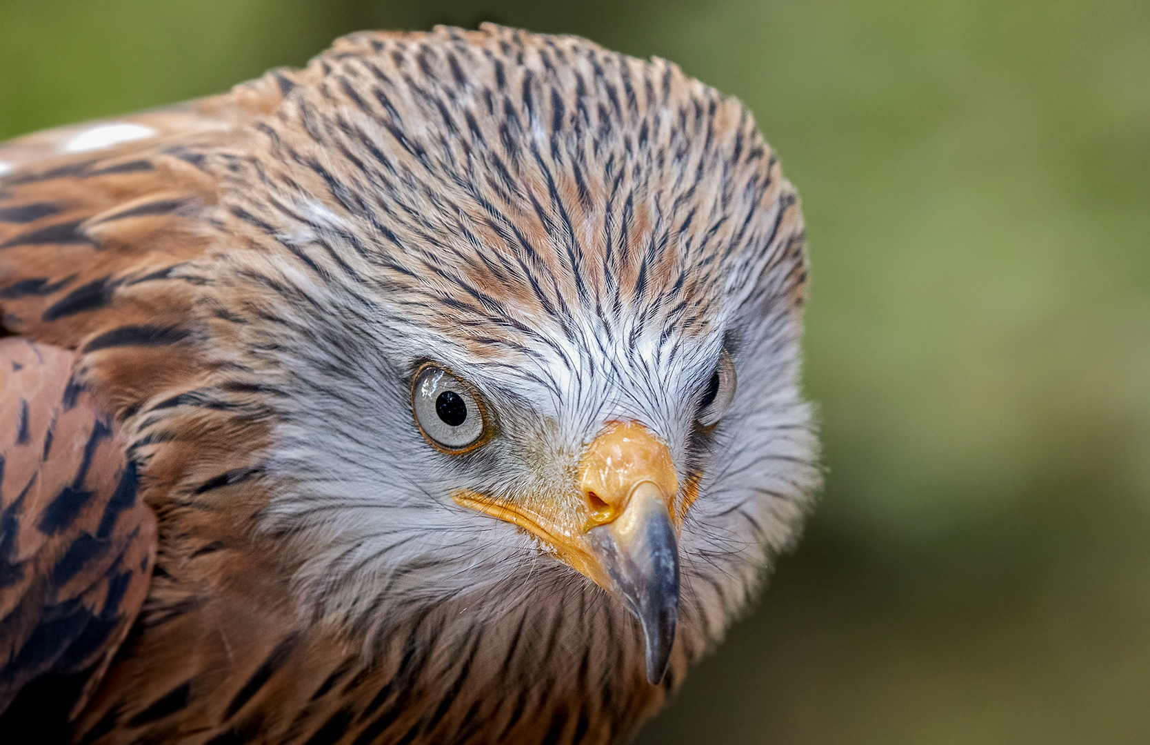 Rotmilan-Portrait 001 Foto & Bild | deutschland, europe, niedersachsen ...