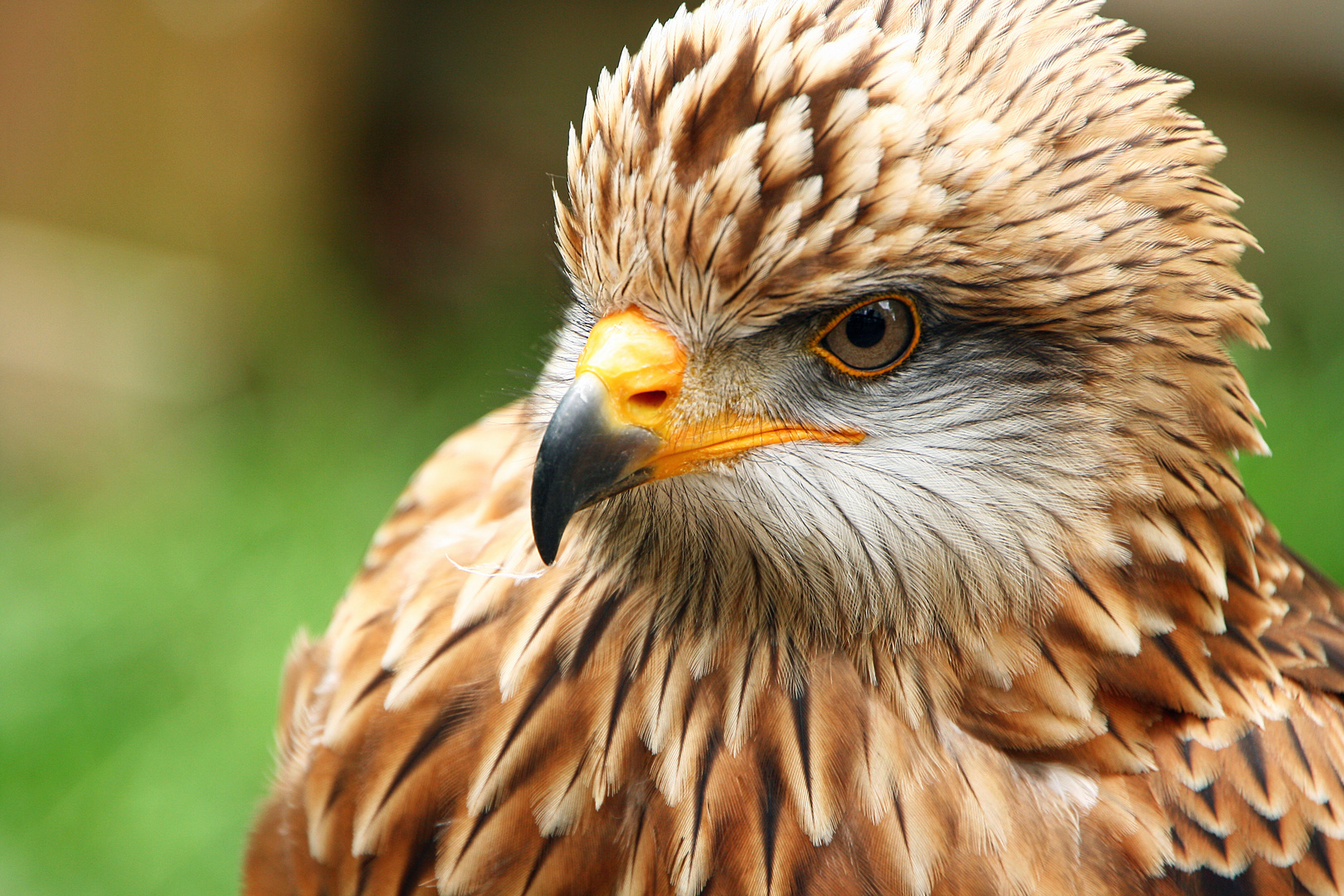 Rotmilan Portrait Foto & Bild | tiere, zoo, wildpark & falknerei, vögel ...