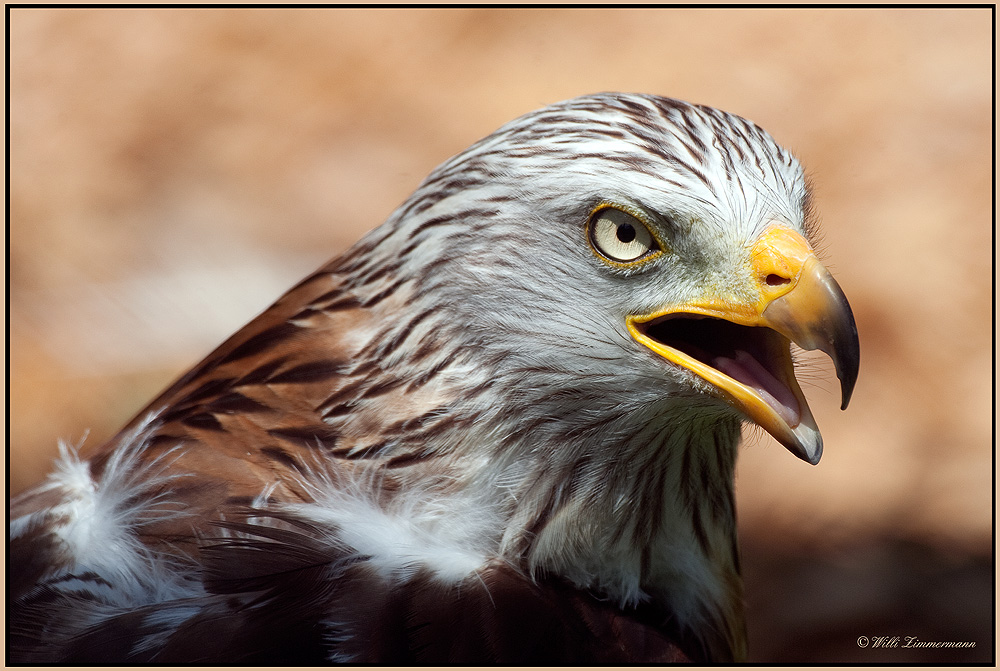 Rotmilan, Spannweite bis 170 cm Foto & Bild | tiere, zoo, wildpark ...