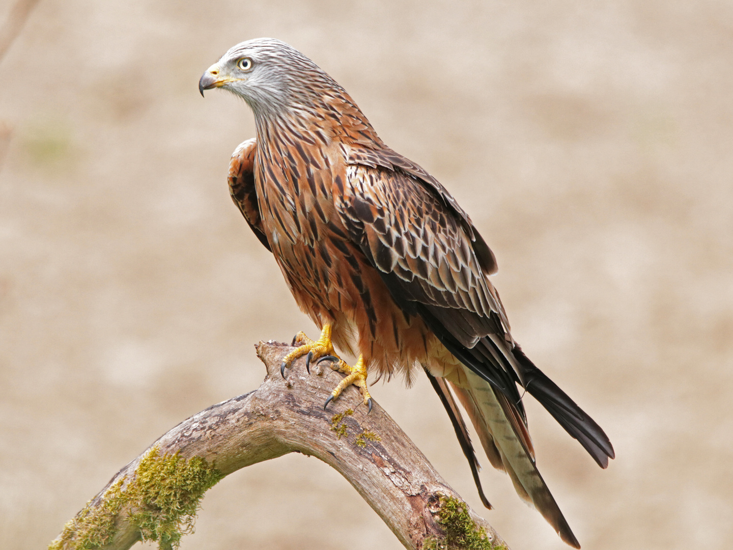 Rotmilan_april Foto & Bild | tiere, wildlife, wild lebende vögel Bilder ...