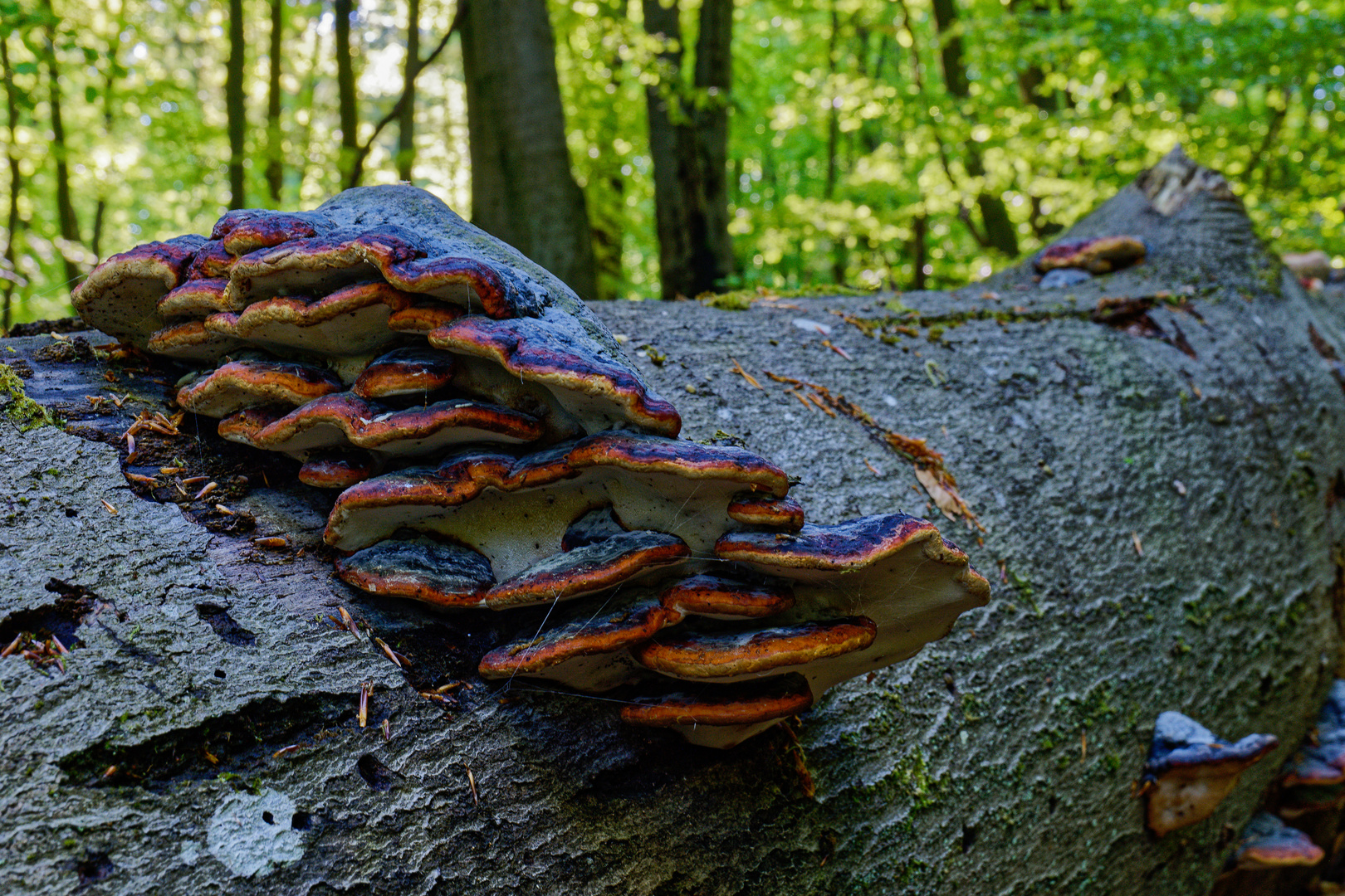 Rotrandiger Baumpilz Foto & Bild | wald, bäume, frühling Bilder auf ...