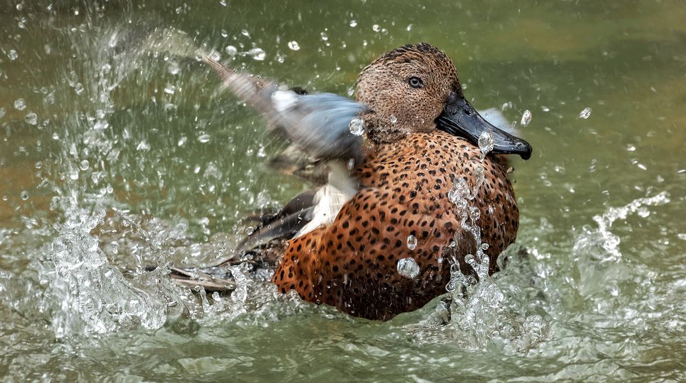 Rotschulterente/Fuchs Löffelente??? beim Baden 013 Foto & Bild | world ...