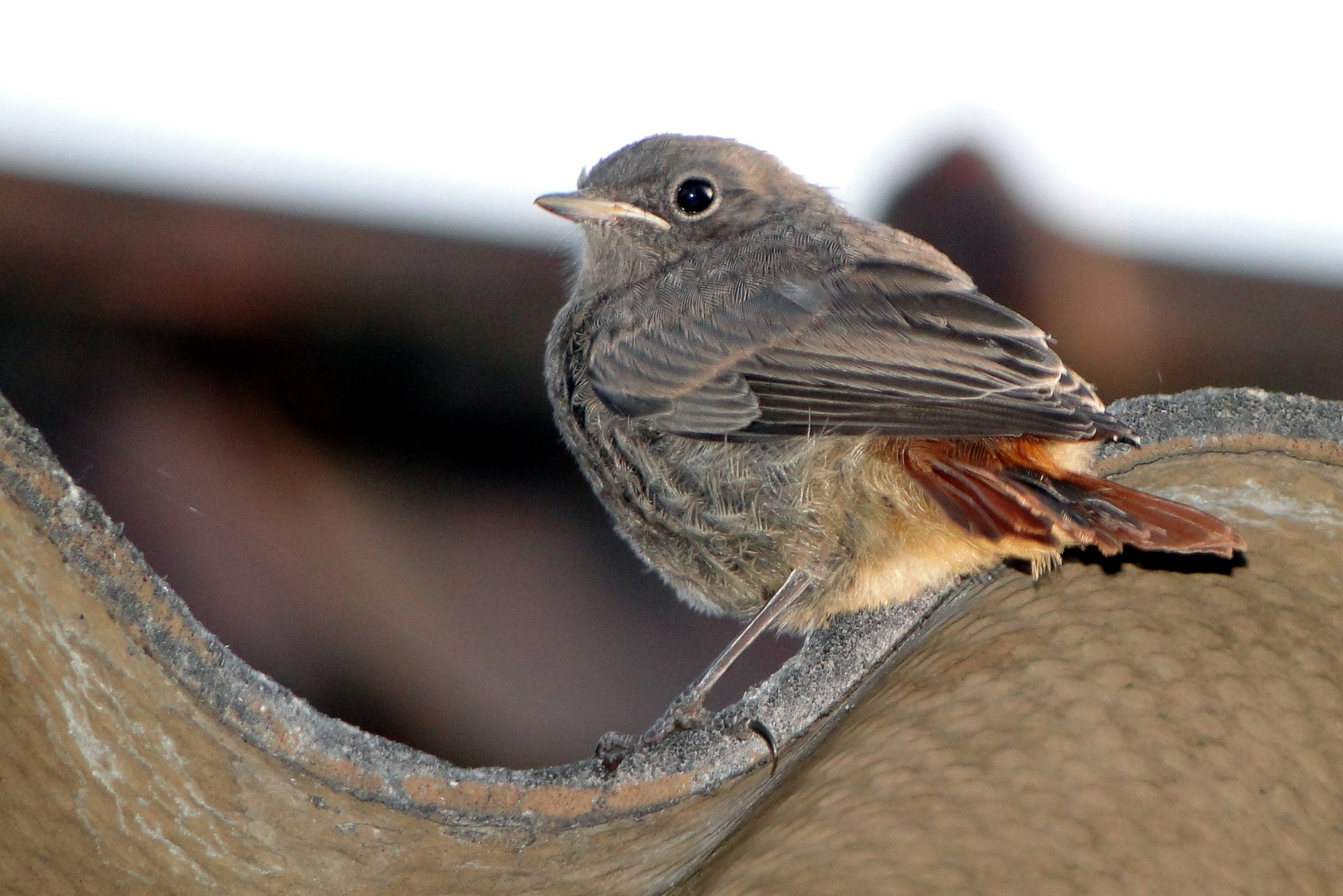 Rotschwanz. Jungvogel. Foto & Bild | tiere, wildlife, wild lebende ...