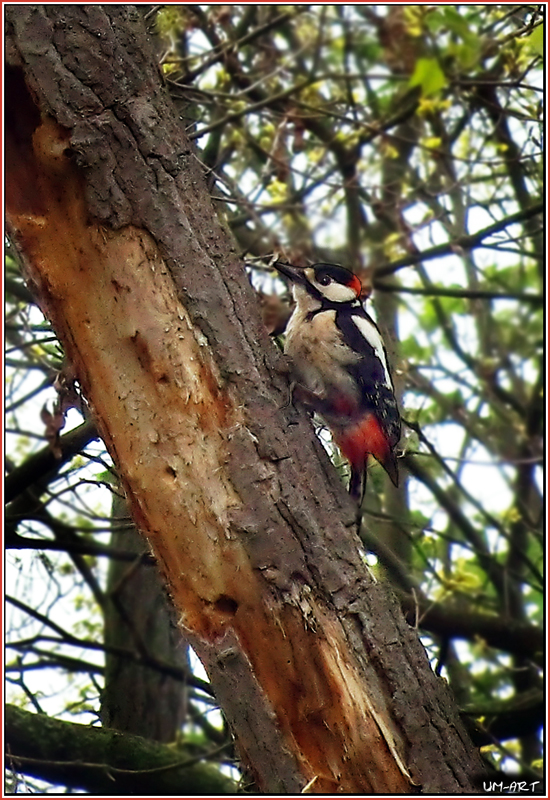 Rotspecht... Foto & Bild | tiere, wildlife, wild lebende vögel Bilder auf fotocommunity