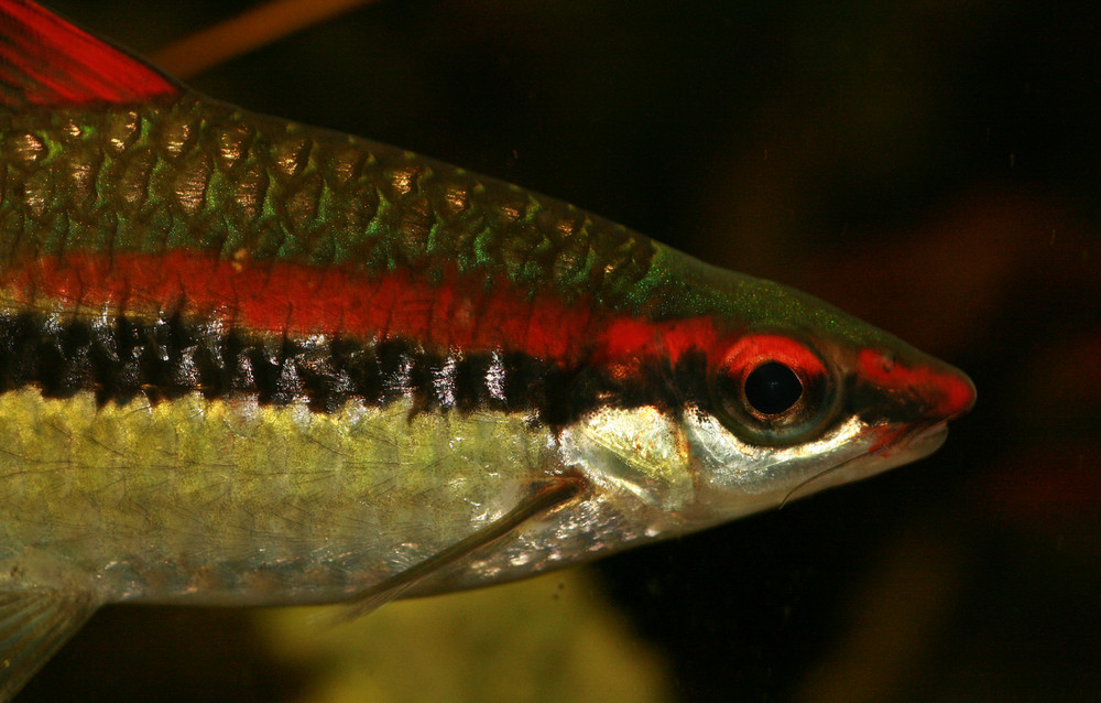 Rotstrichbarbe Foto & Bild | 2008/2009, natur Bilder auf fotocommunity
