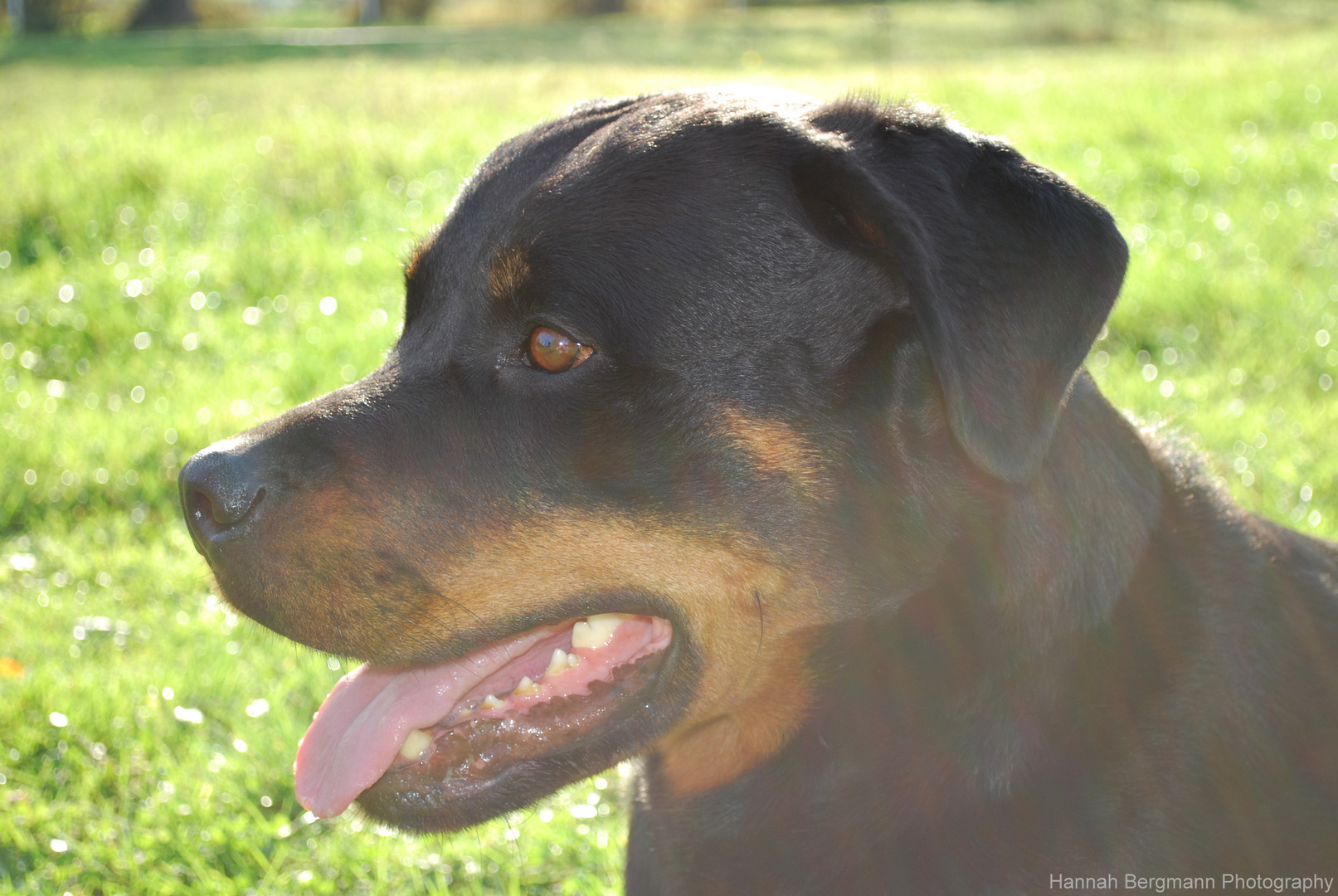 Rottweiler Foto & Bild | emotionen, freude, hunde Bilder auf fotocommunity
