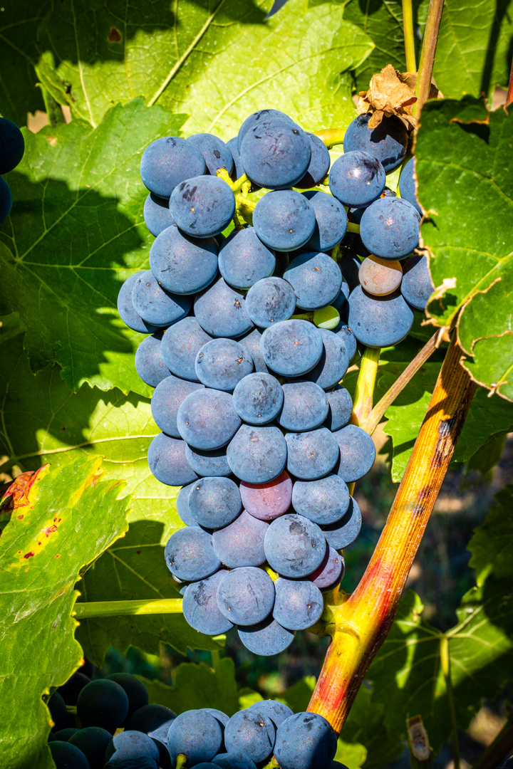 Rotweintrauben 50 Foto & Bild | reif, beeren, trauben Bilder auf ...