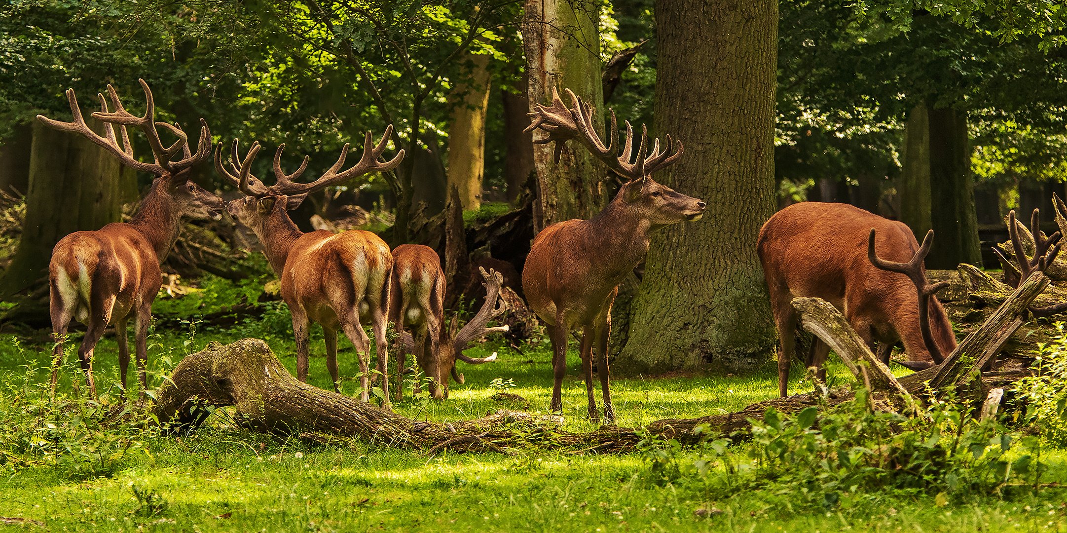 Rotwild 001 Foto & Bild | tiere, zoo, wildpark & falknerei, säugetiere ...