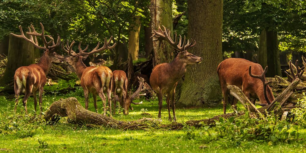 Rotwild 001 Foto & Bild | tiere, zoo, wildpark & falknerei, säugetiere ...