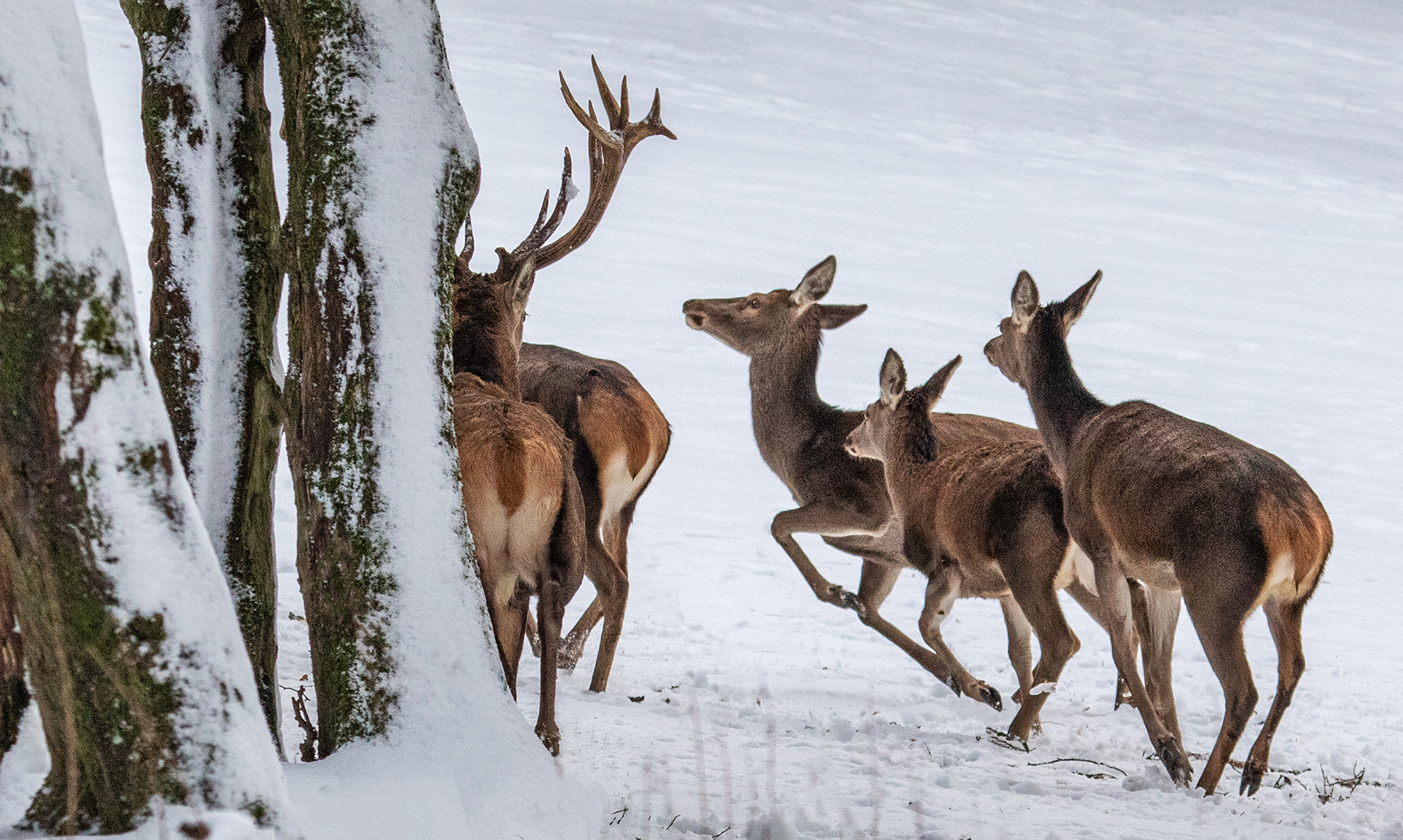 Rotwild 001 Foto & Bild | tiere, zoo, wildpark & falknerei, säugetiere ...